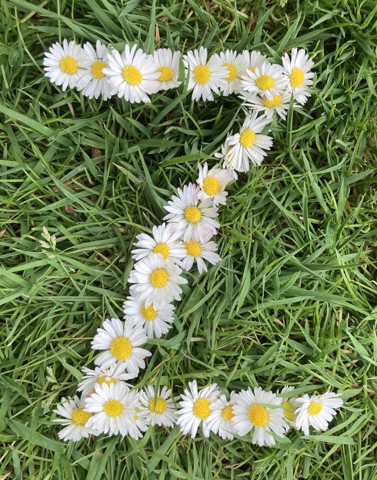 Alphabet Photos Daisies on Grass Background Capital - Etsy