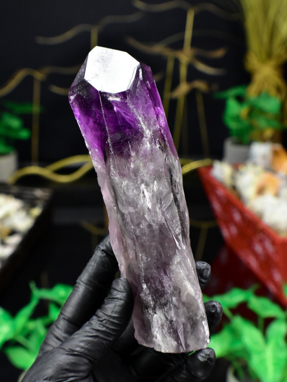 Amethyst Dragon Tooth 7 Stem Root Wand Bahia Grade A - Etsy