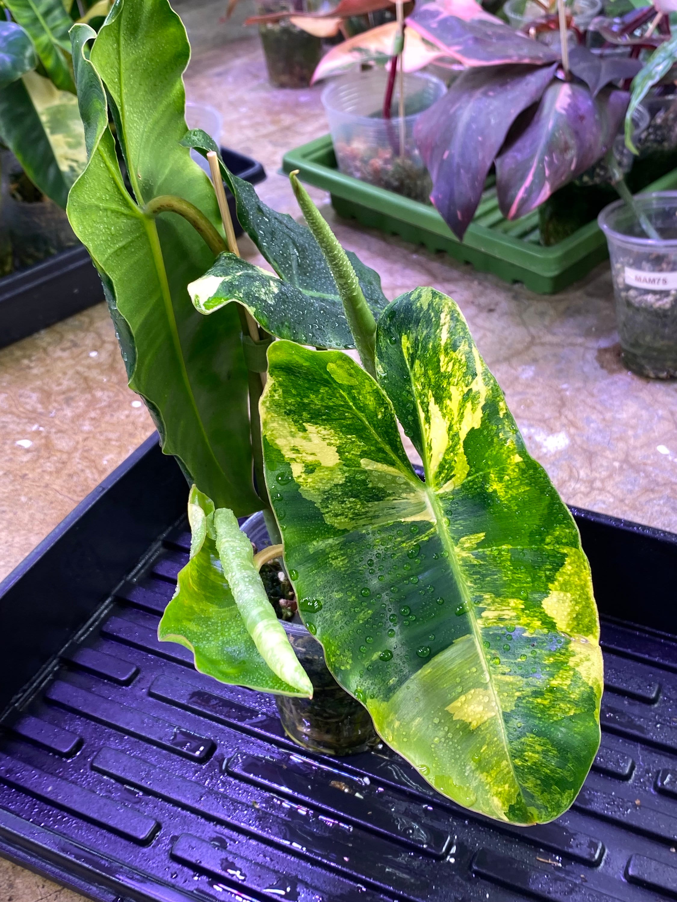Variegated Burle Marx Philodendron/ Philo/ Rooted/ VBM/ Rare/ - Etsy