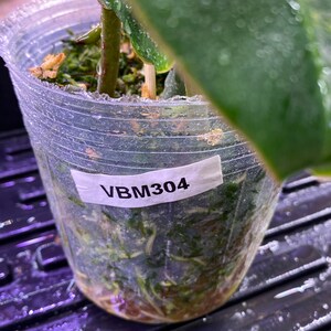 Variegated Burle Marx Philodendron/ Philo/ Rooted/ VBM/ Rare/ - Etsy
