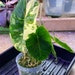 Variegated Burle Marx Philodendron/ Philo/ Rooted/ VBM/ Rare/ - Etsy