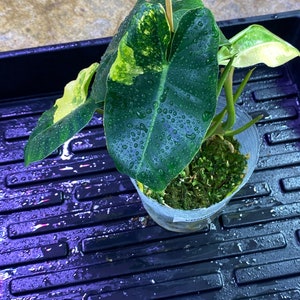 Variegated Burle Marx Philodendron/ Philo/ Rooted/ VBM/ Rare/ - Etsy