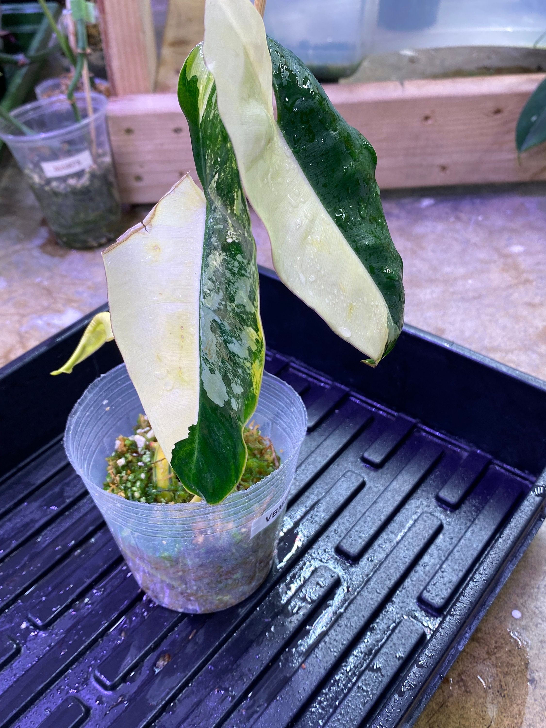 Variegated Burle Marx Philodendron/ Philo/ Rooted/ VBM/ Rare/ - Etsy