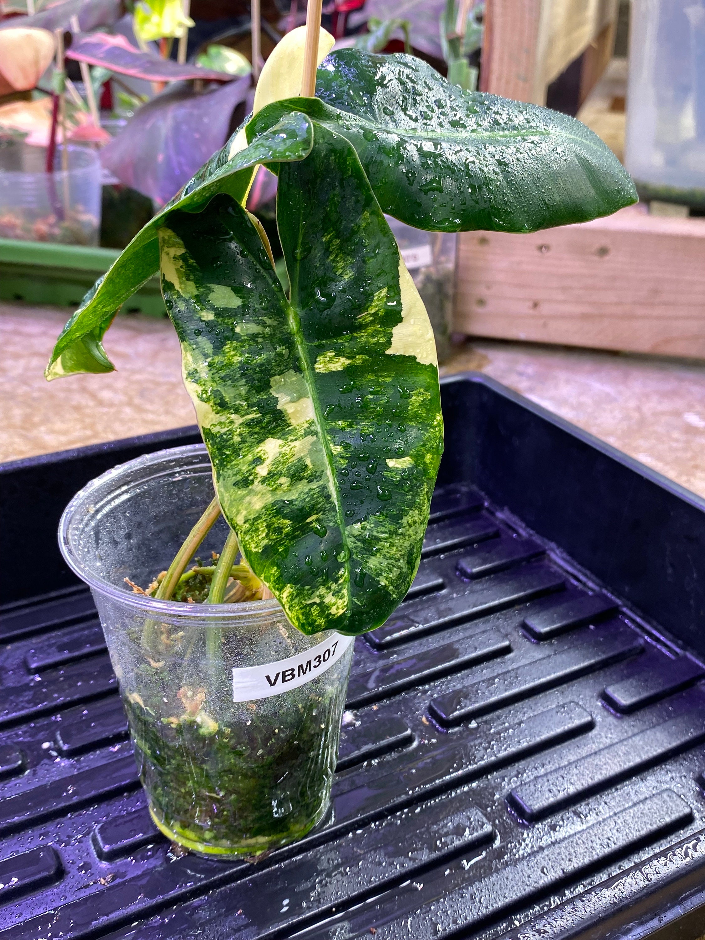 Variegated Burle Marx Philodendron/ Philo/ Rooted/ VBM/ Rare/ - Etsy