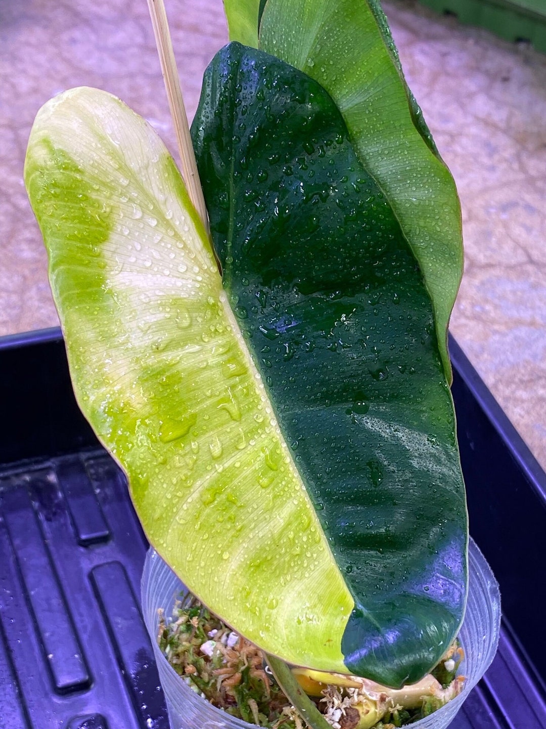 Variegated Burle Marx Philodendron/ Philo/ VBM/ Rooted/ Rare/ - Etsy