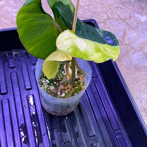 Variegated Burle Marx Philodendron/ Philo/ VBM/ Rooted/ Rare/ - Etsy