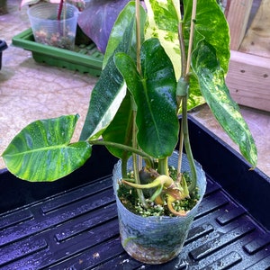 Variegated Burle Marx Philodendron/ Philo/ Rooted/ VBM/ Rare/ - Etsy