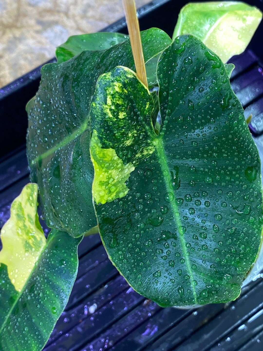 Variegated Burle Marx Philodendron/ Philo/ Rooted/ VBM/ Rare/ - Etsy