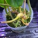 Variegated Burle Marx Philodendron/ Philo/ Rooted/ VBM/ Rare/ - Etsy