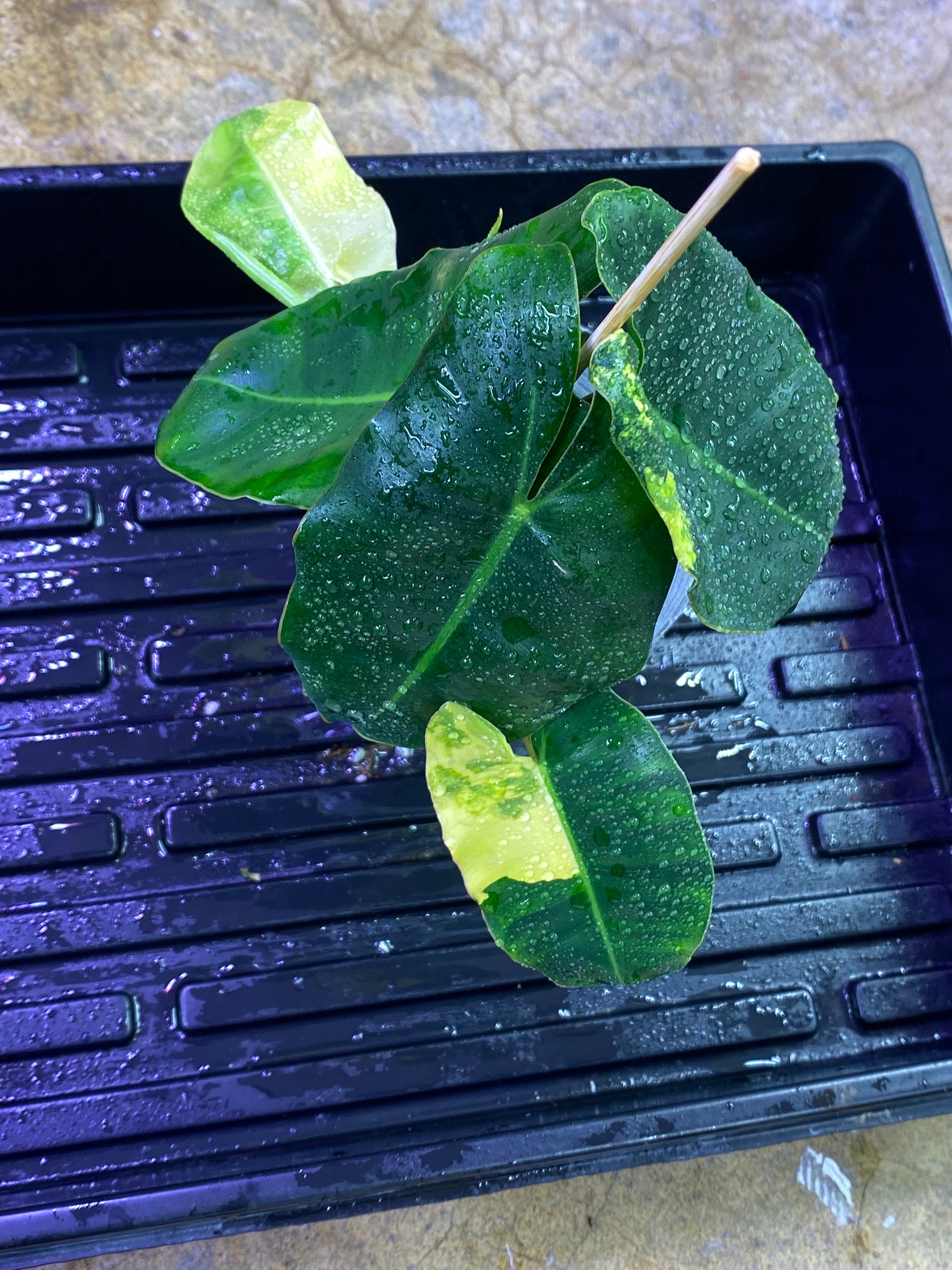 Variegated Burle Marx Philodendron/ Philo/ Rooted/ VBM/ Rare/ - Etsy