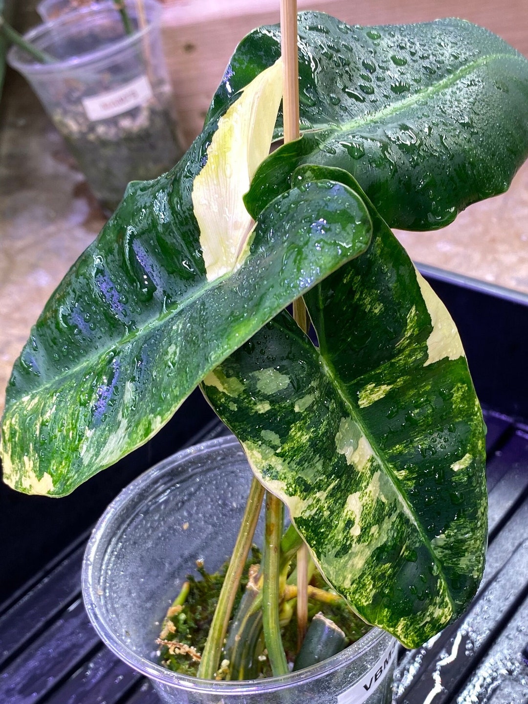 Variegated Burle Marx Philodendron/ Philo/ Rooted/ VBM/ Rare/ - Etsy
