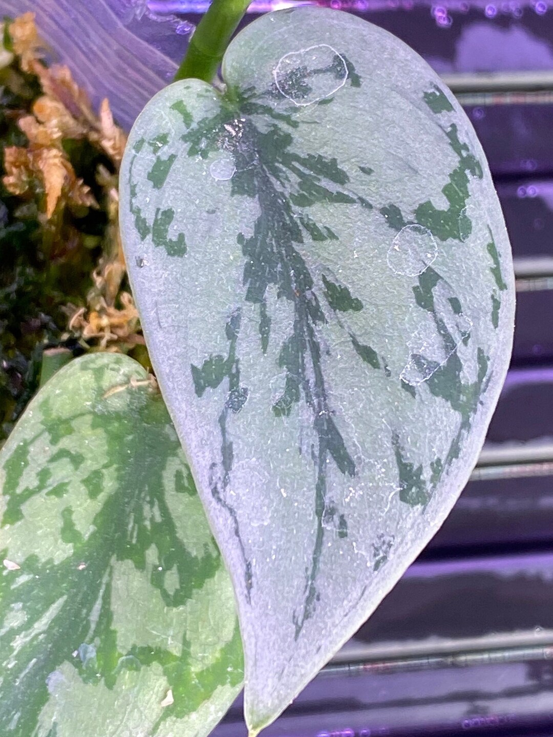 Scindapsus Silver Lady/ Scindapsus/ Vining Plant/ Variegated/ Silver ...