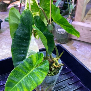 Variegated Burle Marx Philodendron/ Philo/ Rooted/ VBM/ Rare/ - Etsy