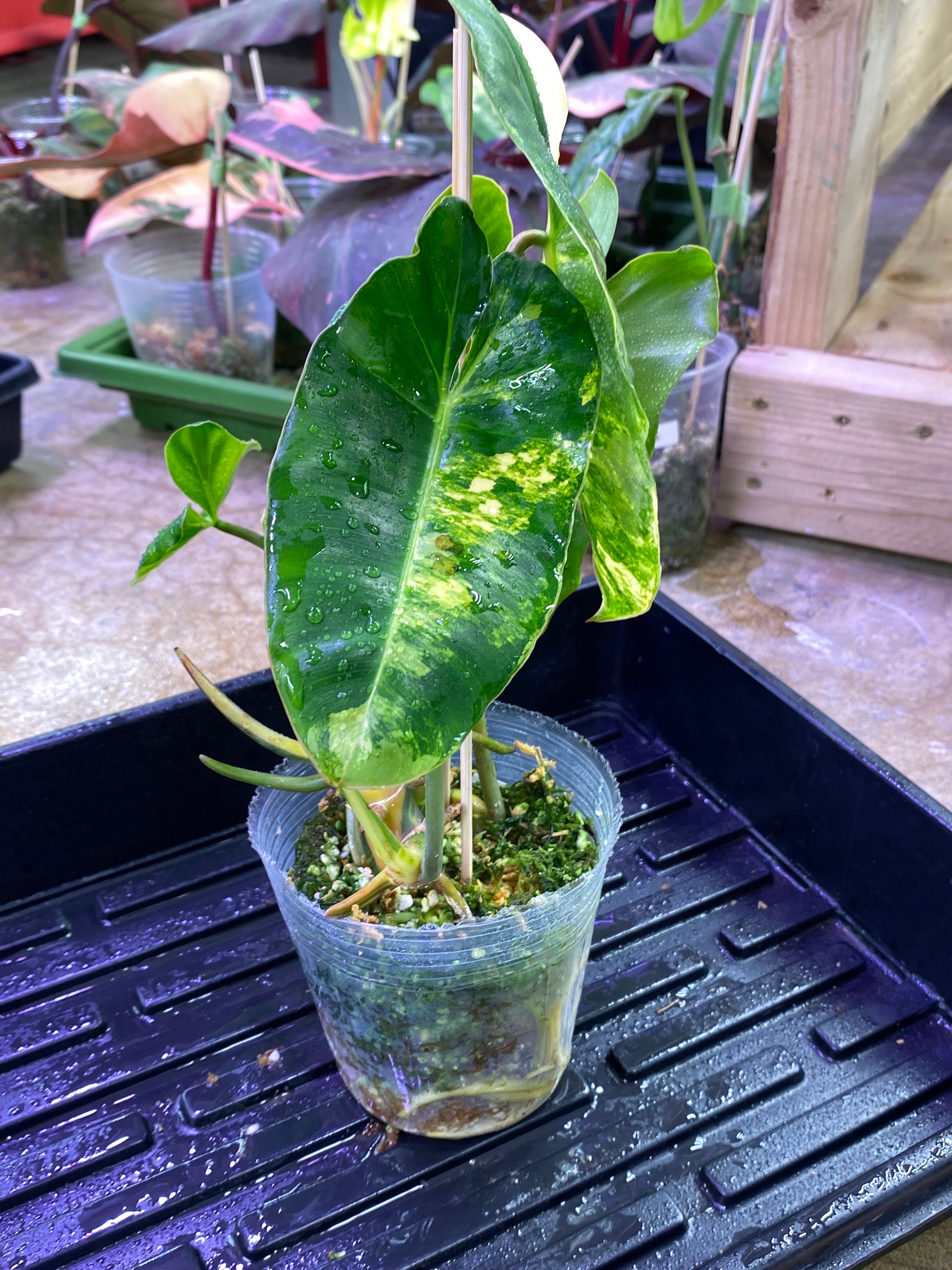 Variegated Burle Marx Philodendron/ Philo/ Rooted/ VBM/ Rare/ - Etsy
