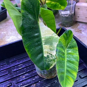 Variegated Burle Marx Philodendron/ Philo/ Rooted/ VBM/ Rare/ - Etsy