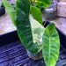 Variegated Burle Marx Philodendron/ Philo/ Rooted/ VBM/ Rare/ - Etsy