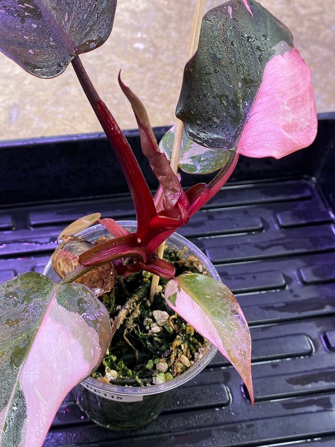 Black Cherry Pink Princess Philodendron Galaxy/ Marbled/ PPP/ - Etsy