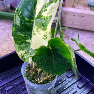 Variegated Burle Marx Philodendron/ Philo/ Rooted/ VBM/ Rare/ - Etsy