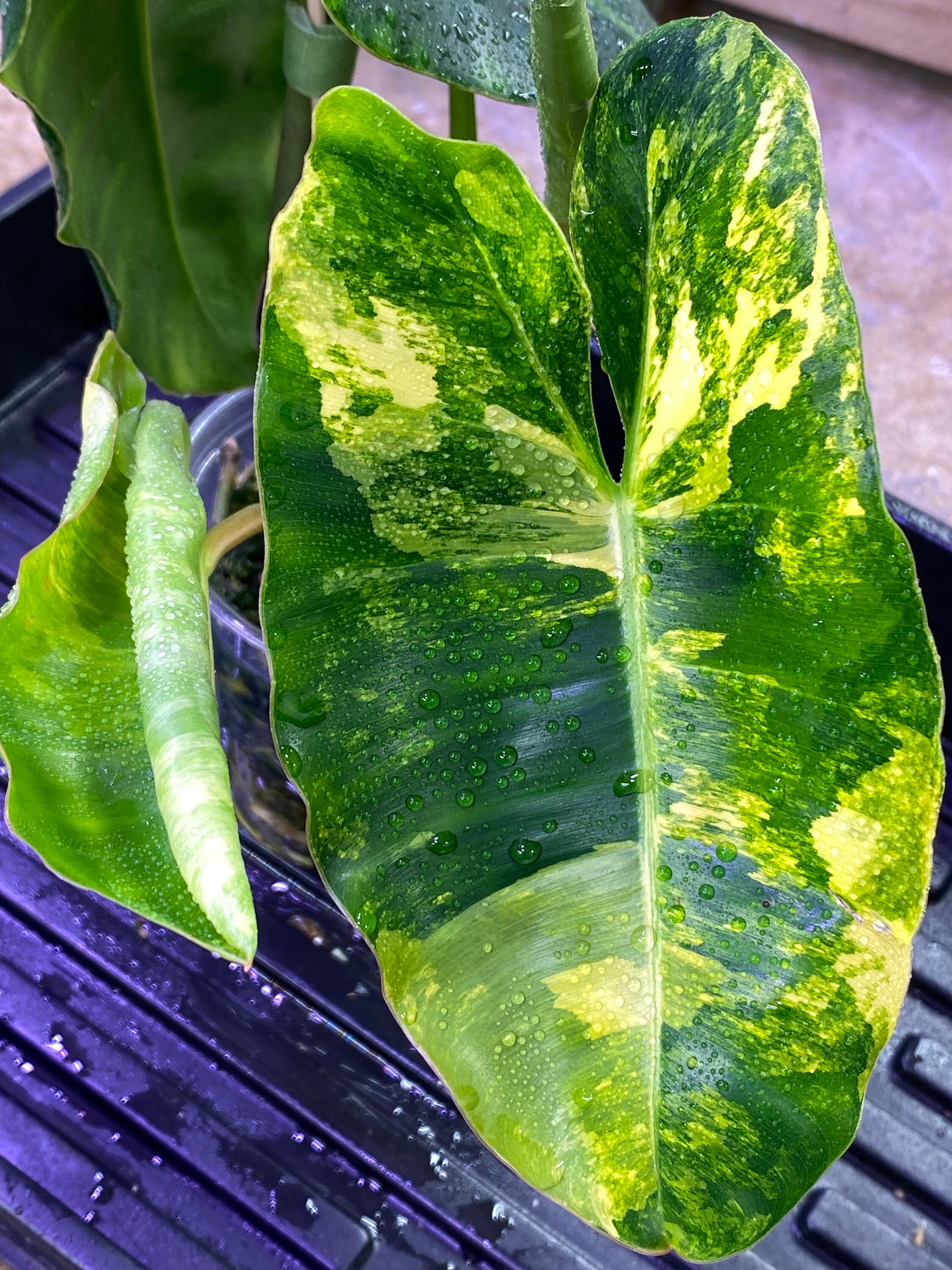 Variegated Burle Marx Philodendron/ Philo/ Rooted/ VBM/ Rare/ - Etsy