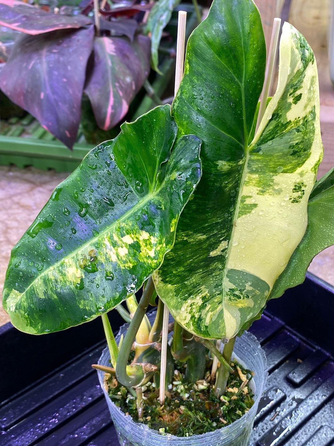 Variegated Burle Marx Philodendron/ Philo/ Rooted/ VBM/ Rare/ US Seller ...
