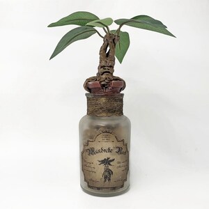 Mandrake Root Herbology Magic Potion Glass Bottle Inspired - Etsy UK
