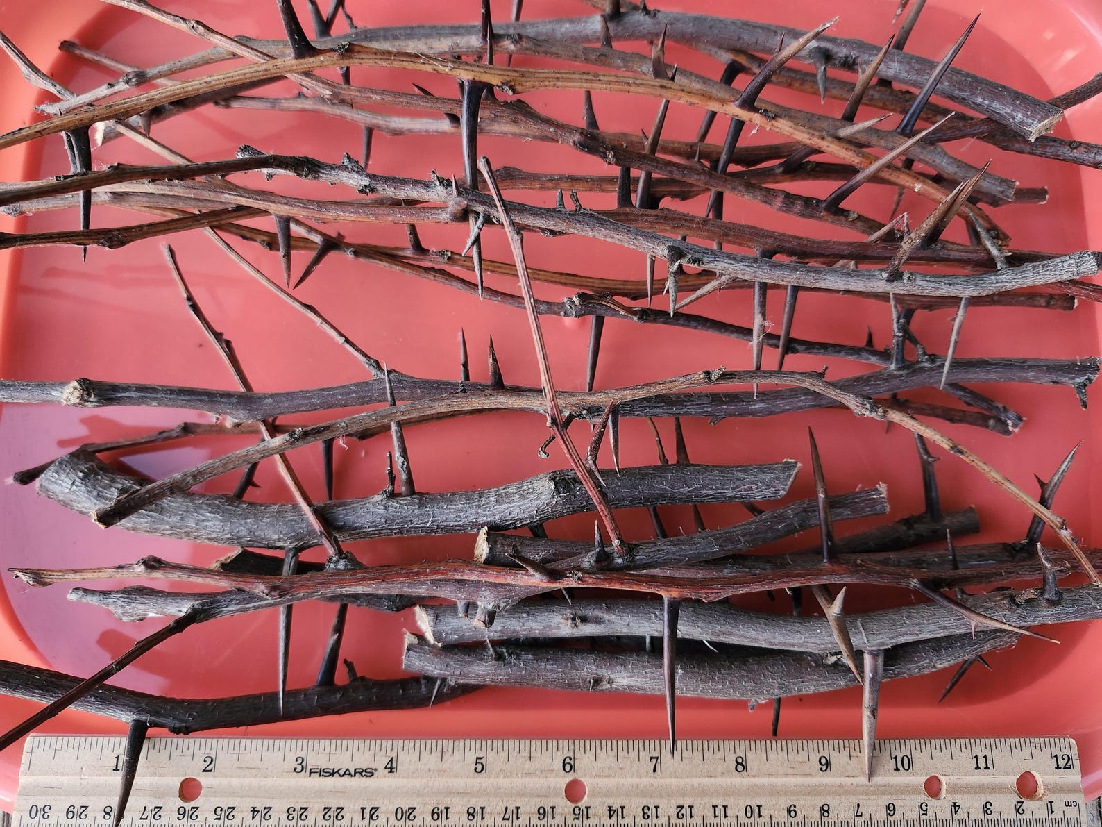 24 Honey Locust Twigs (8" - 16") With Thorns Dried Branches From Nature ...