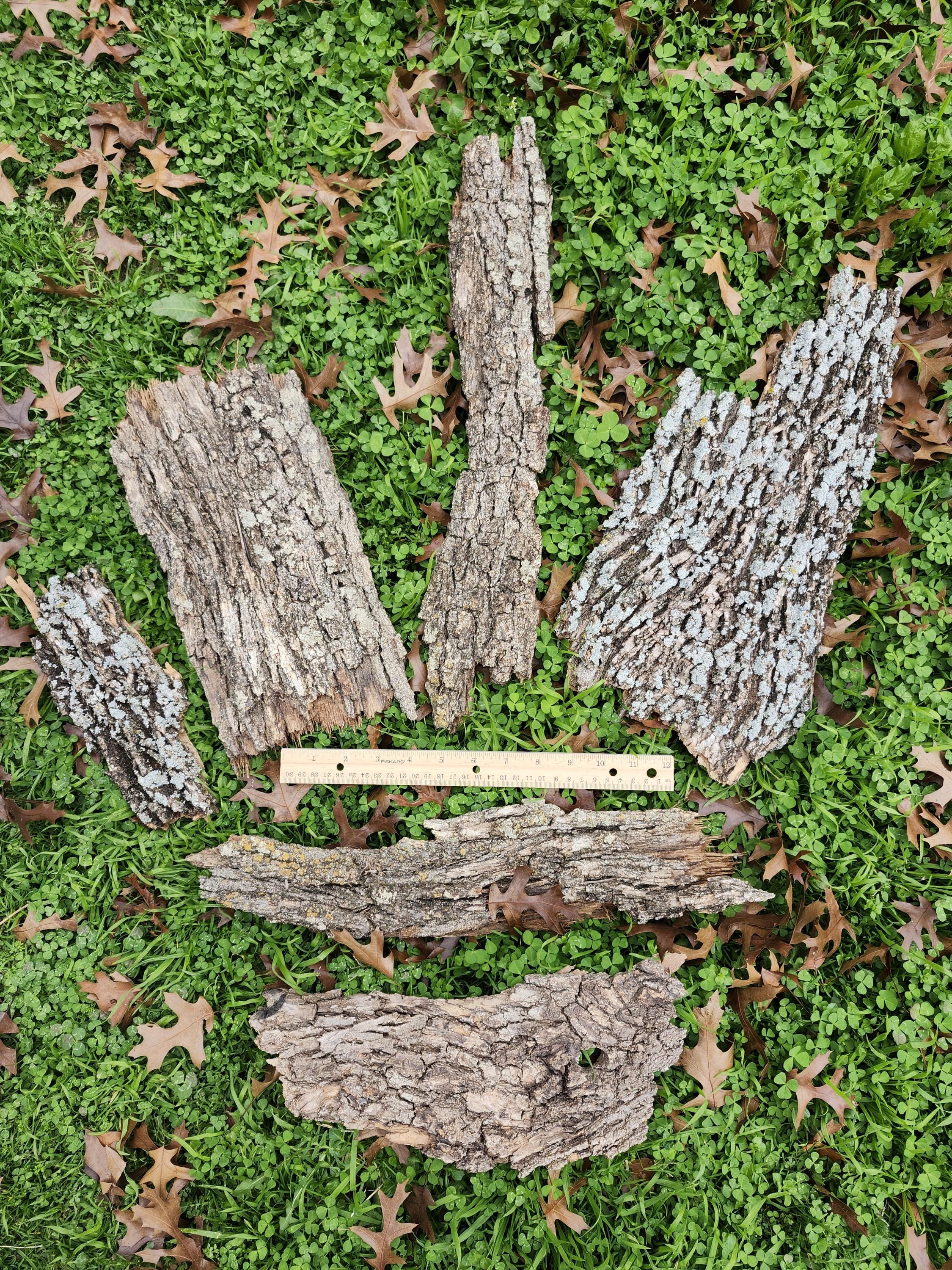 6 Pieces of Dried Real Hardwood Tree Bark for Terrariums Fairy Garden ...