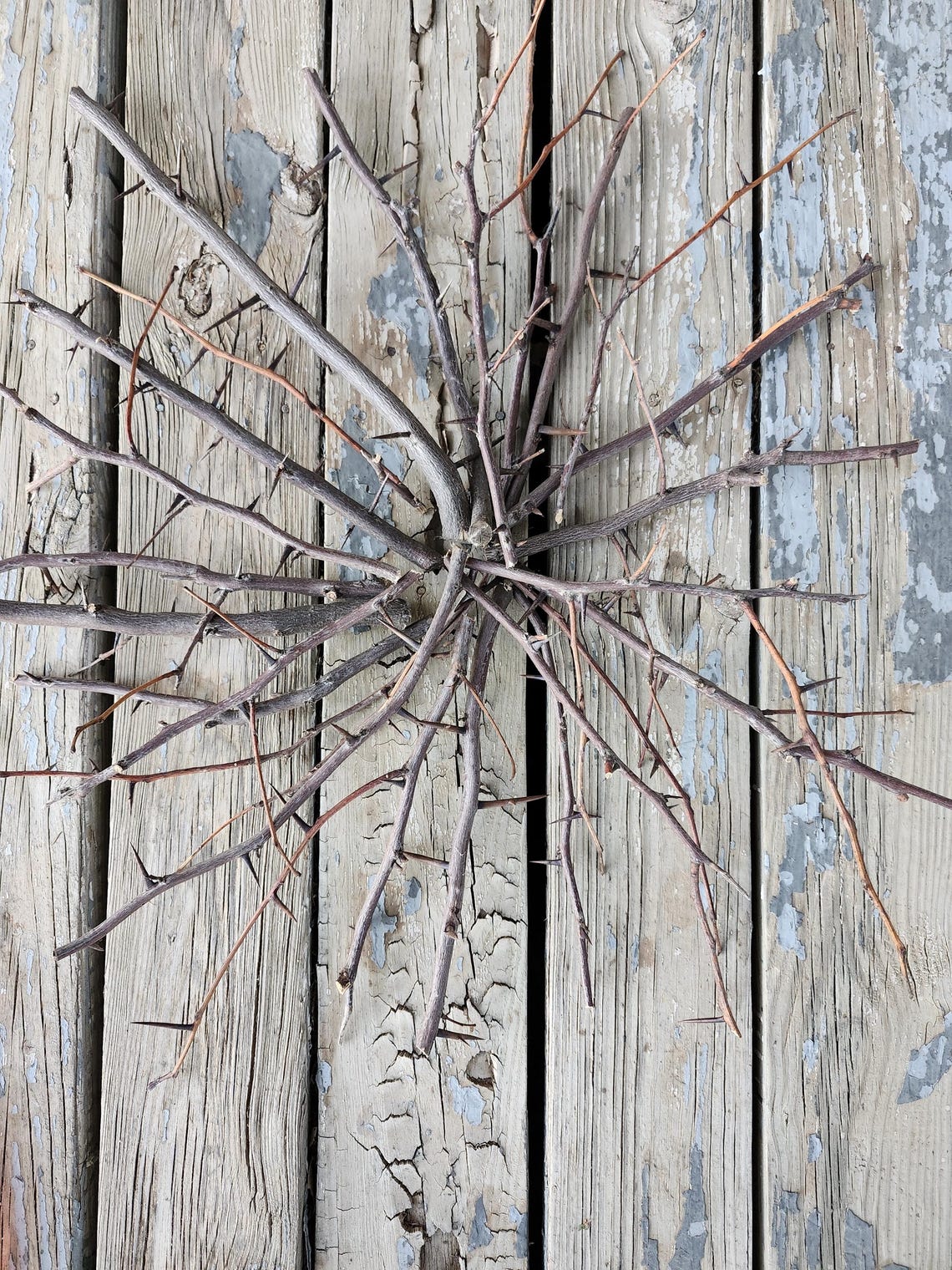24 Honey Locust Twigs (10" - 16") With Thorns Dried Branches From ...