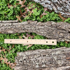 6 Pieces of Dried Real Hardwood Tree Bark for Terrariums Fairy Garden ...