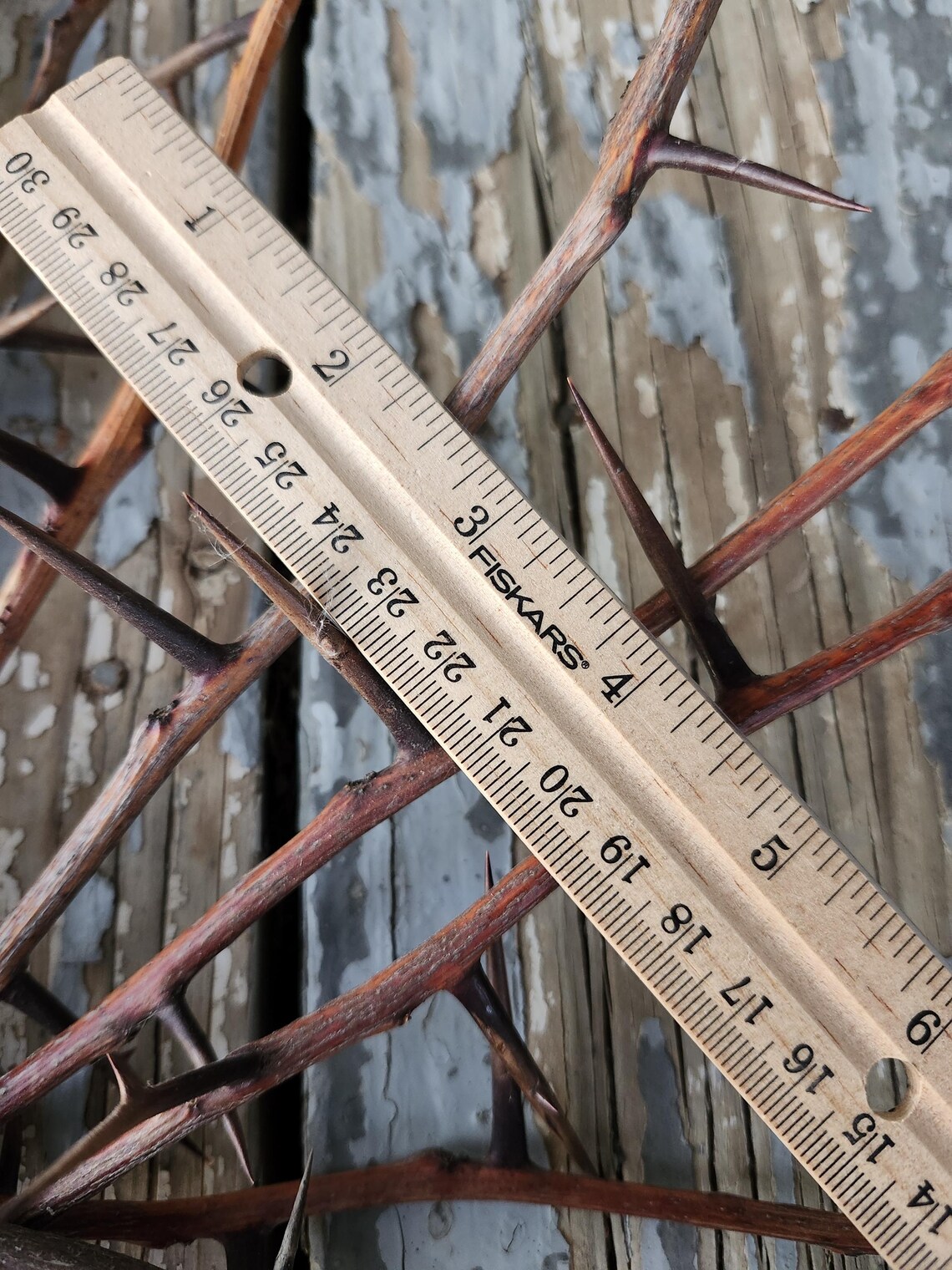 24 Honey Locust Twigs (8" - 16") With Thorns Dried Branches From Nature ...