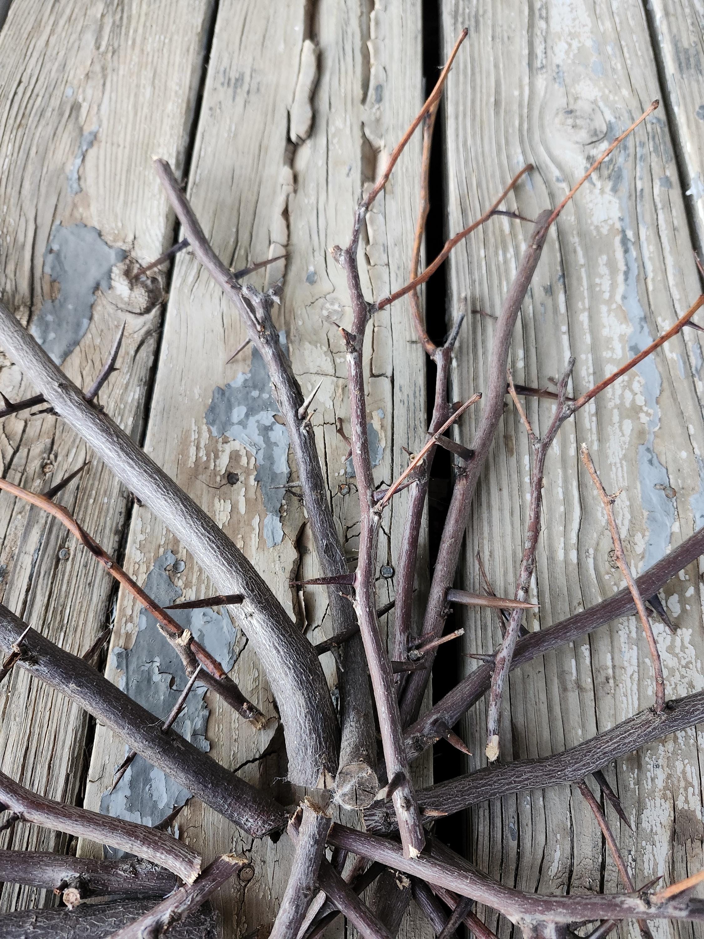 24 Honey Locust Twigs (10" - 16") With Thorns Dried Branches From ...