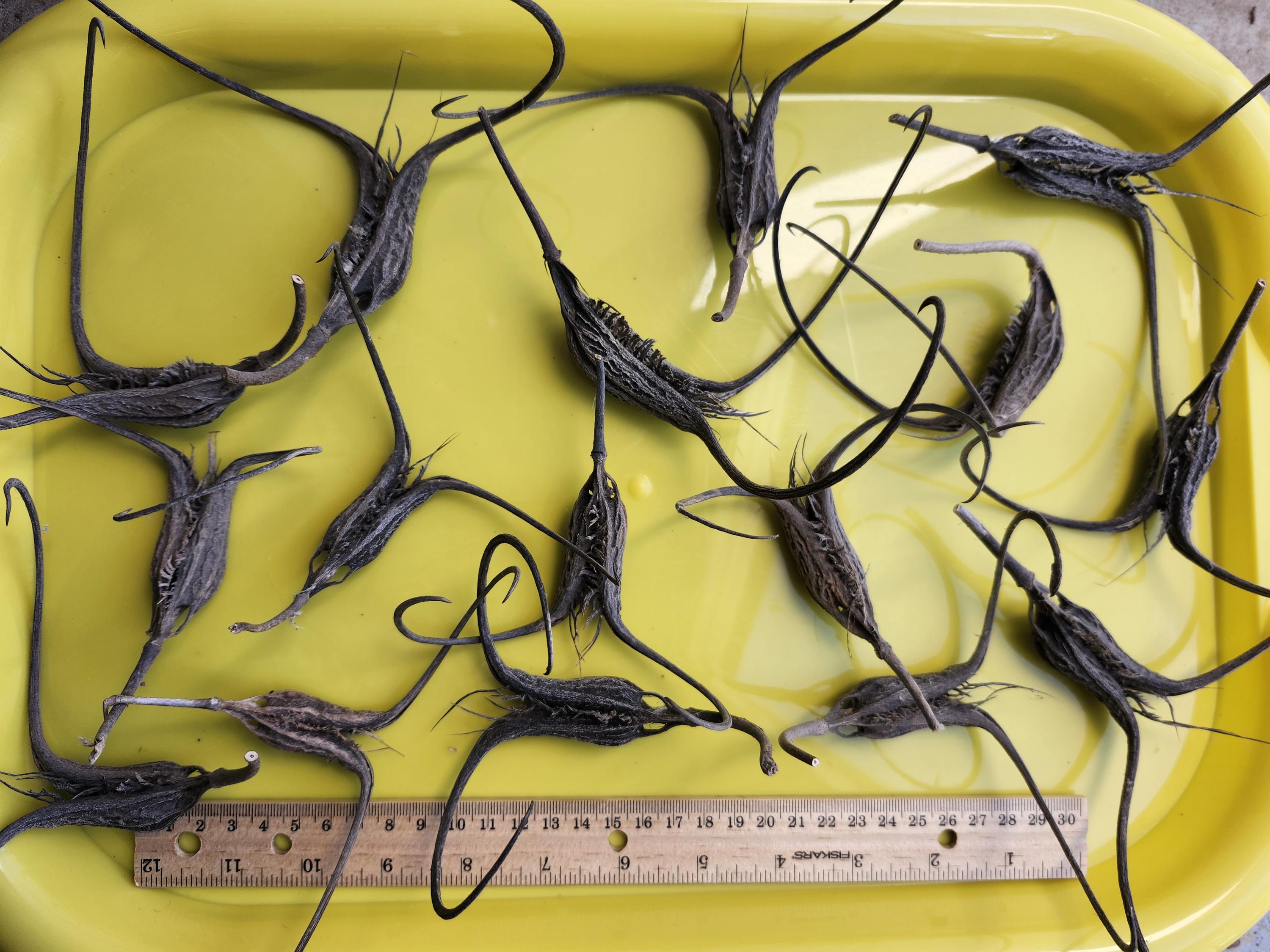 16 Dried Devil's Claw, Ram's Horn Pods for Crafts Floral Arrangements ...