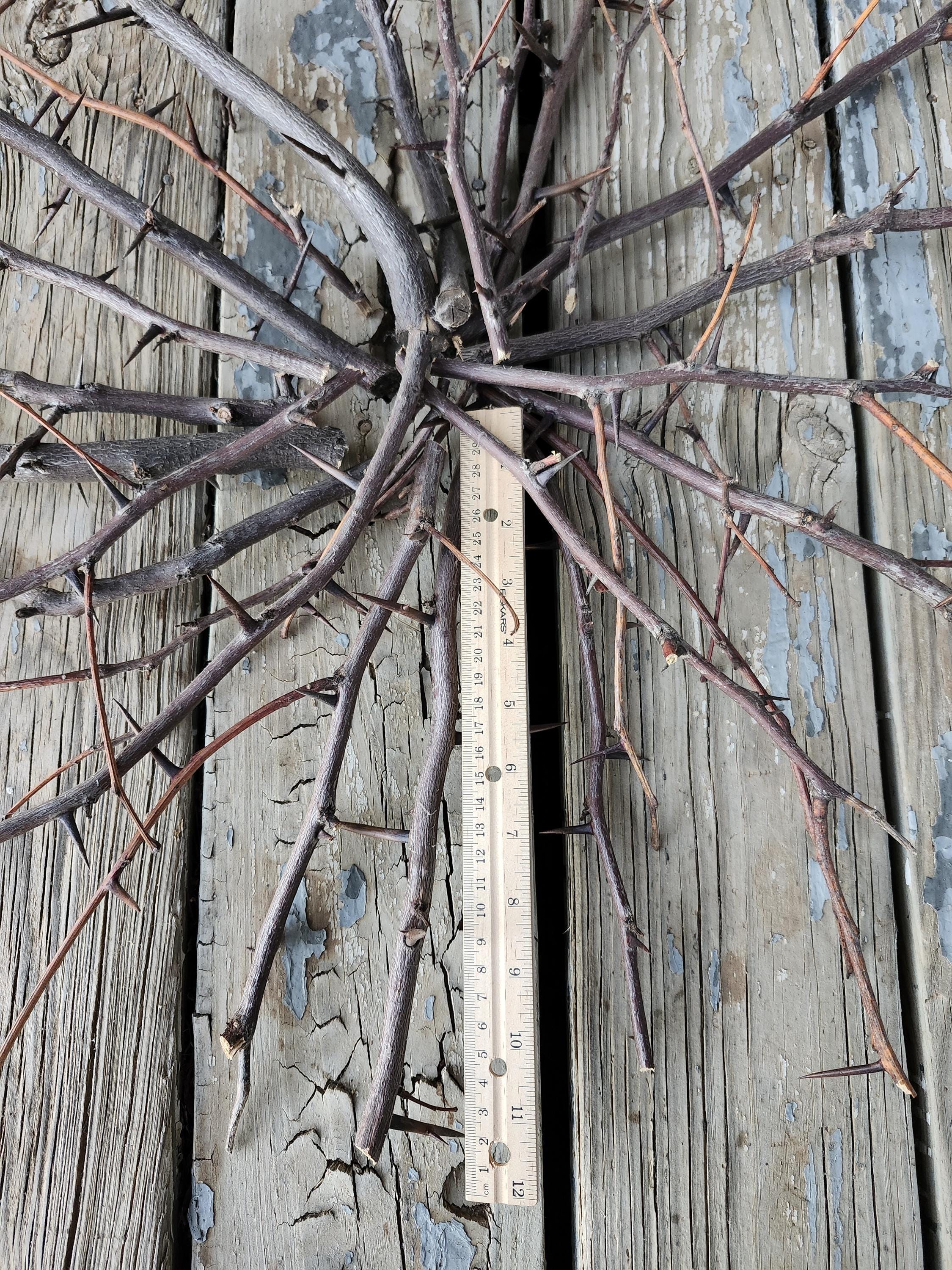 24 Honey Locust Twigs (10" - 16") With Thorns Dried Branches From ...