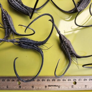 16 Dried Devil's Claw, Ram's Horn Pods for Crafts Floral Arrangements ...