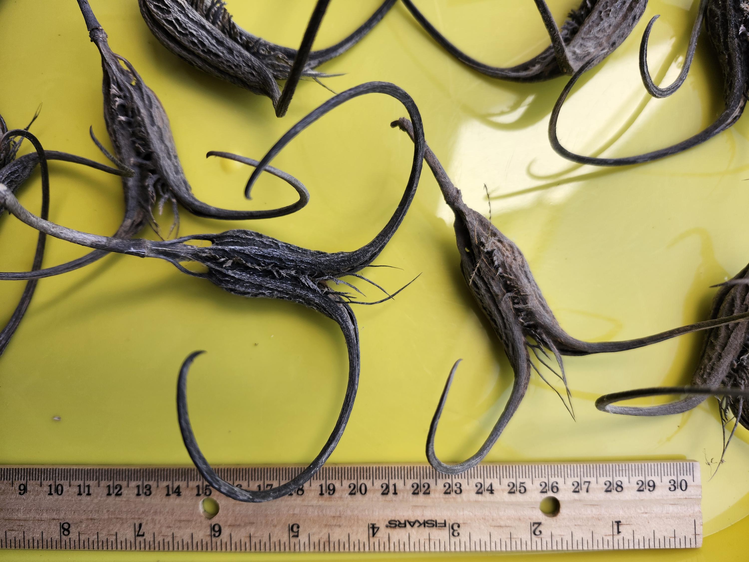 16 Dried Devil's Claw, Ram's Horn Pods for Crafts Floral Arrangements ...