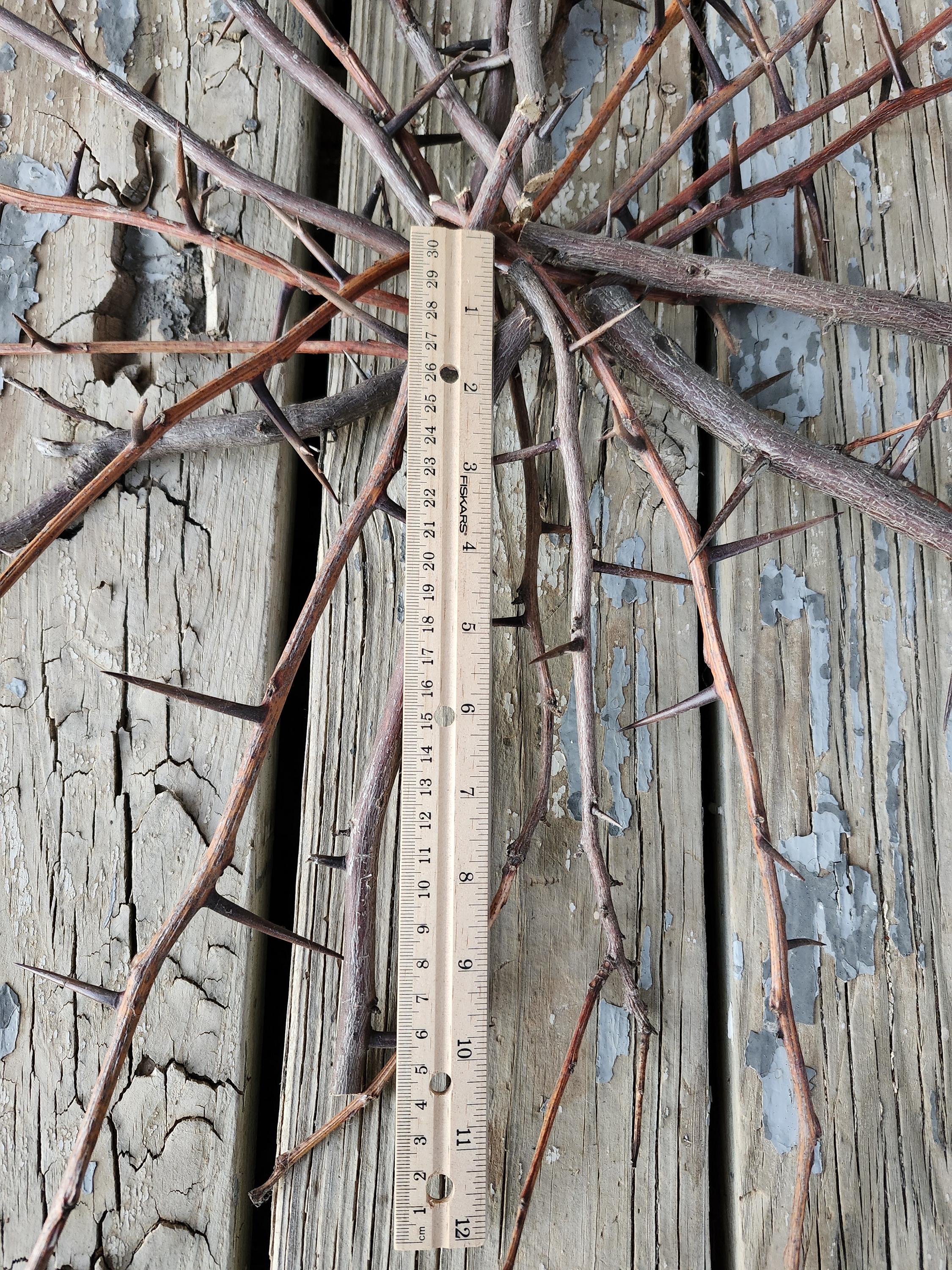 24 Honey Locust Twigs (8" - 16") With Thorns Dried Branches From Nature ...
