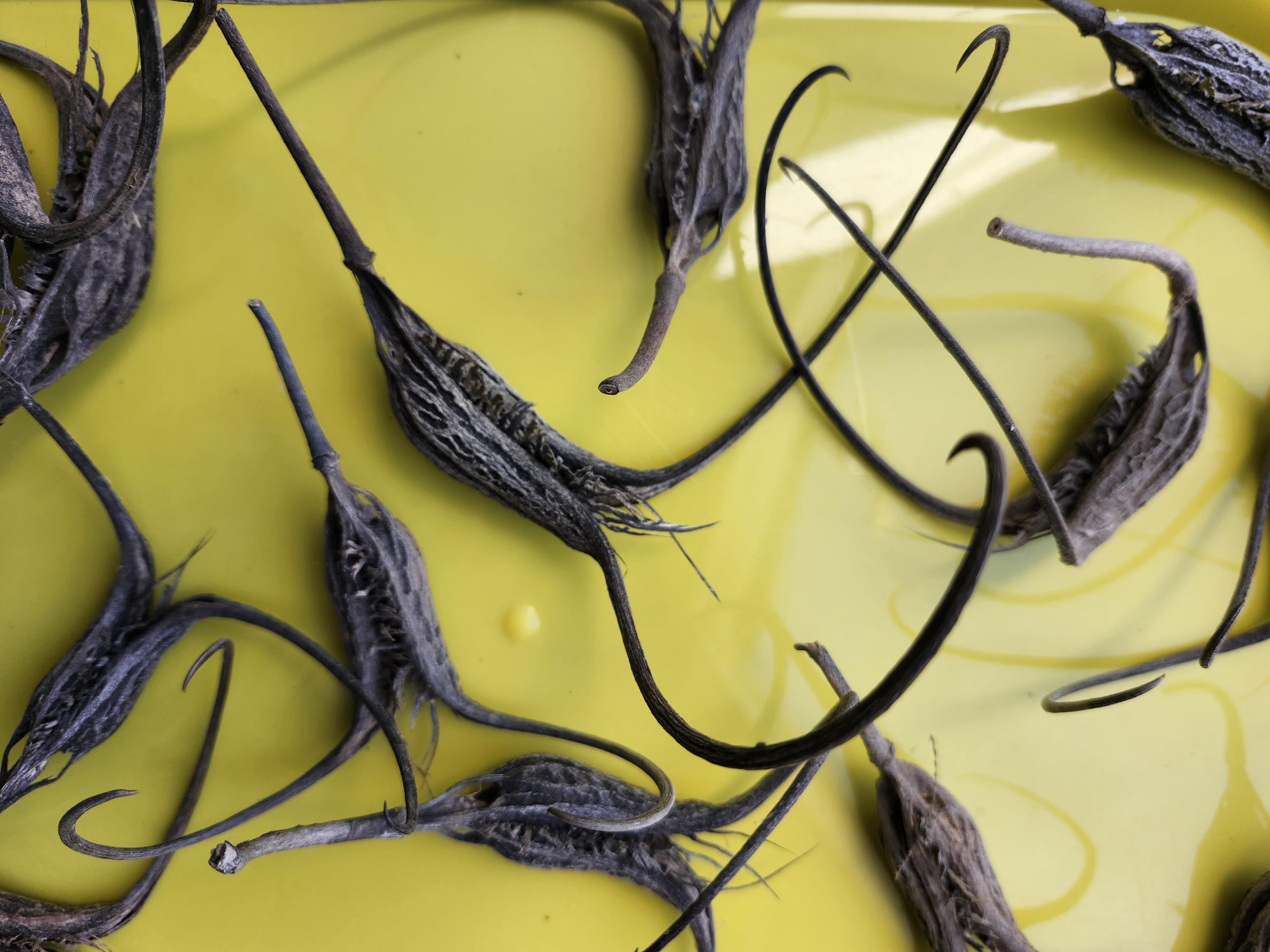 16 Dried Devil's Claw, Ram's Horn Pods for Crafts Floral Arrangements ...