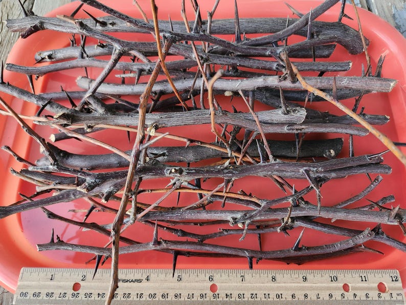 24 Honey Locust Twigs (10" - 16") With Thorns Dried Branches From ...