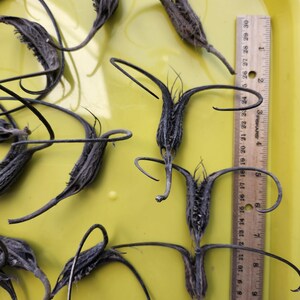16 Dried Devil's Claw, Ram's Horn Pods for Crafts Floral Arrangements ...
