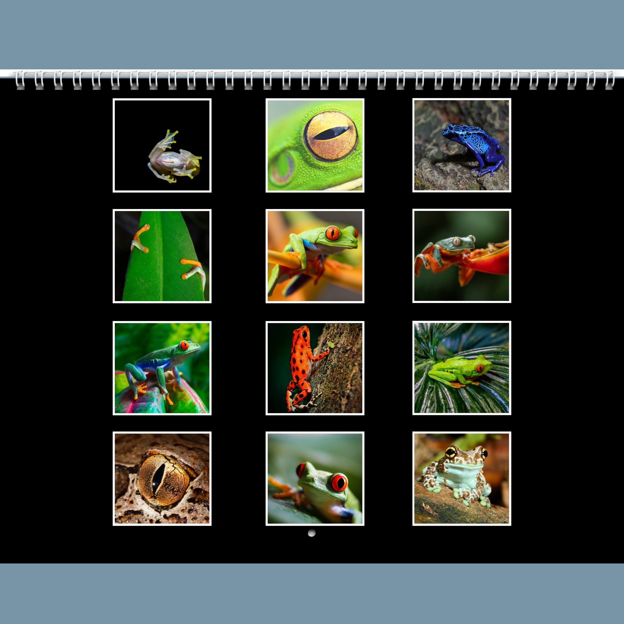Frog Calendar 2024 Gift Idea for Frog Lovers Amphibian Wall Calendar ...