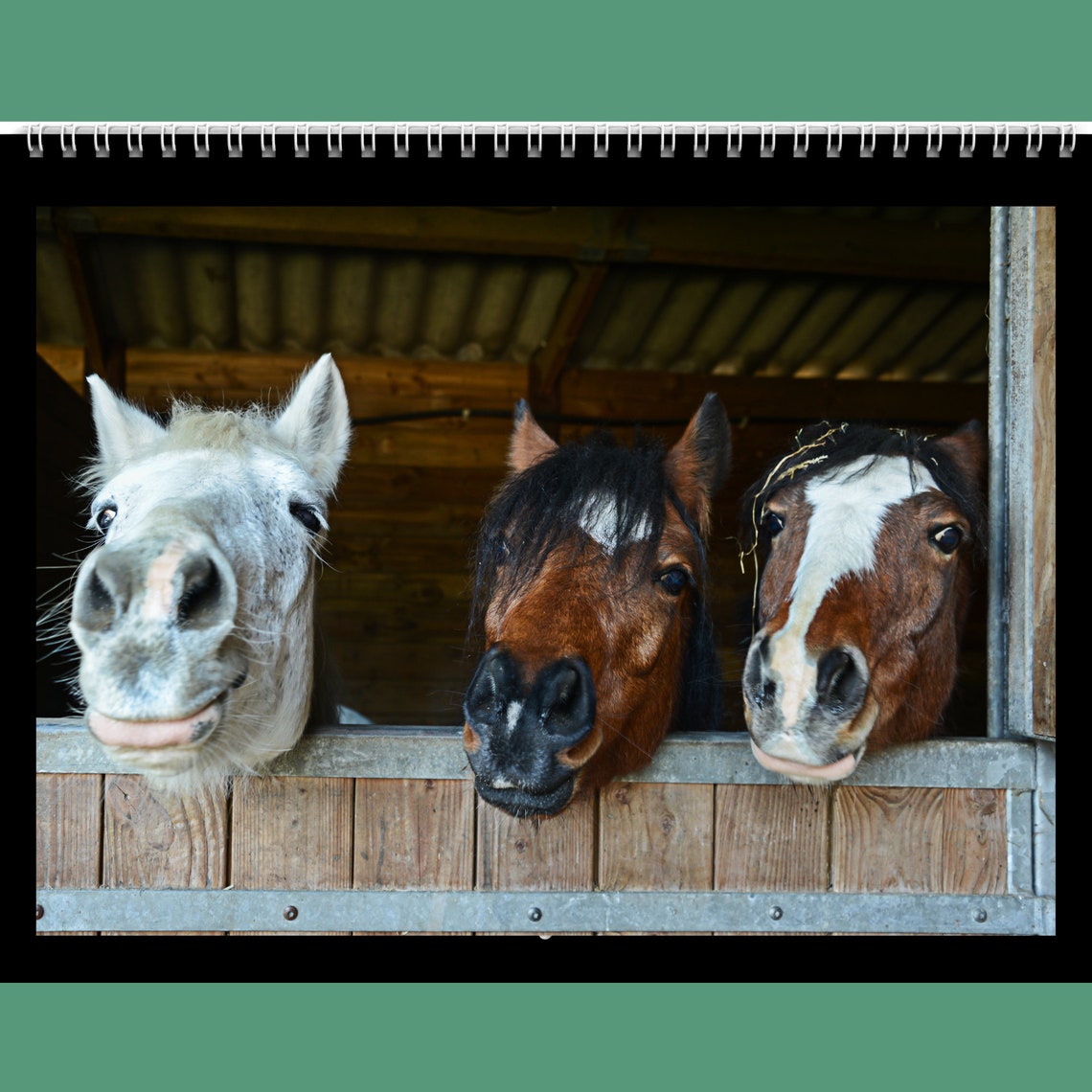 Horse Calendar 2024 Gift Idea for Horse Lovers Ranch Wall Calendar ...
