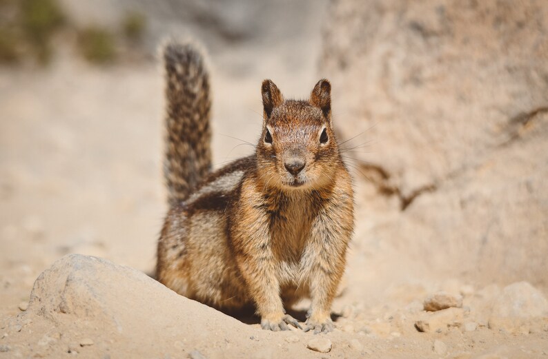 The Chipmunk Stare - Etsy