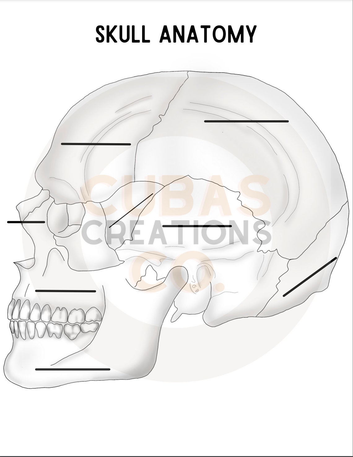 Skull Anatomy Worksheet - Etsy