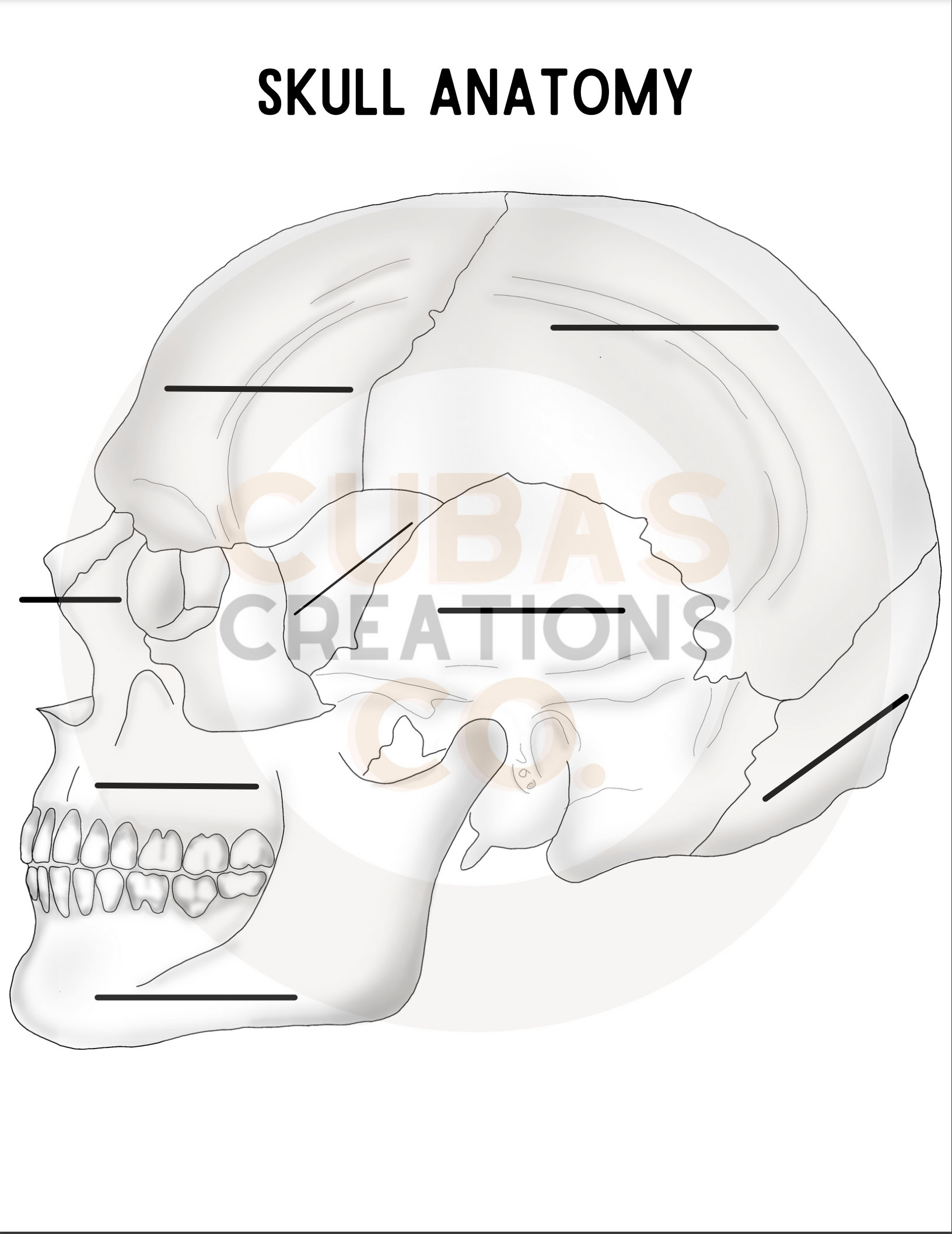Skull Anatomy Blank