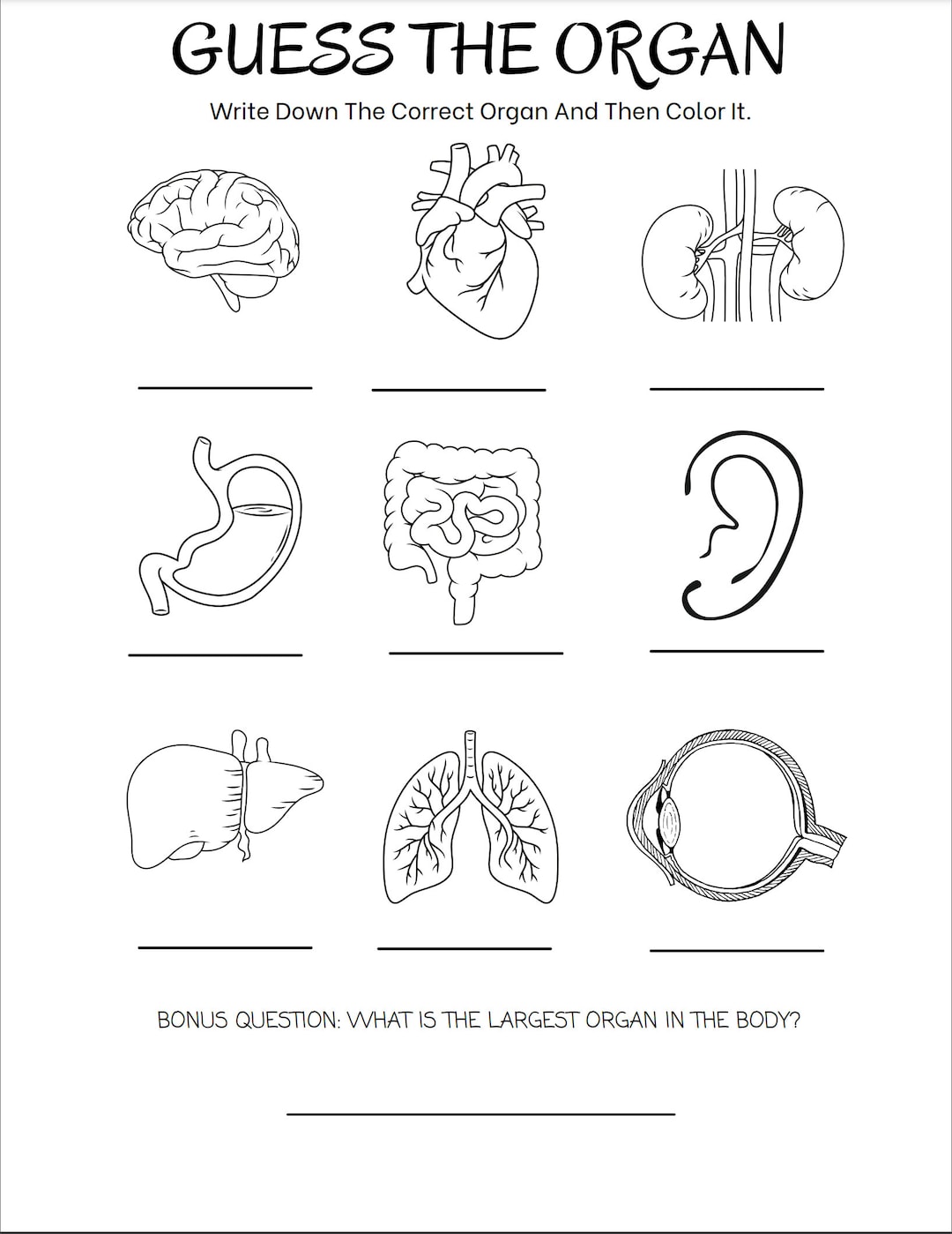 Organs Of The Body For Kids Worksheet