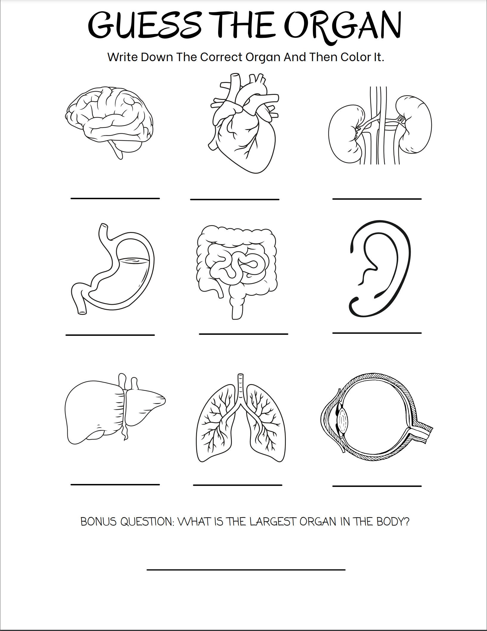 Organs Of The Body For Kids Worksheet