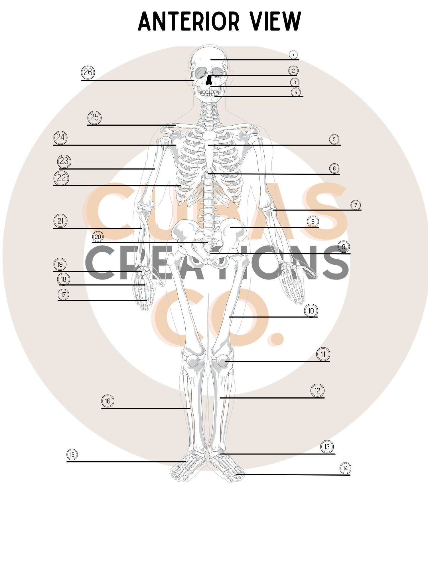 Anterior and Posterior View Skeletal System - Etsy