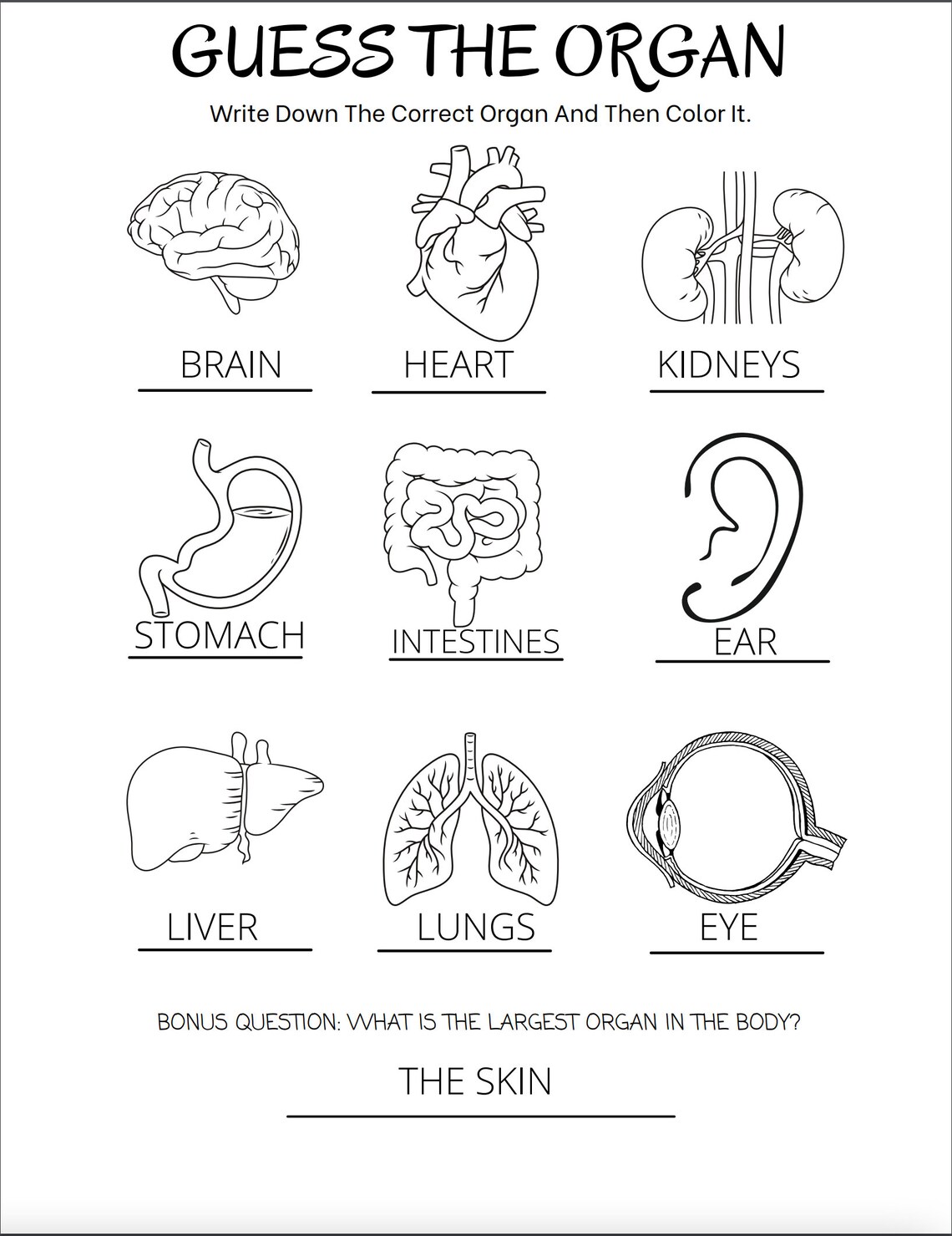 Guess the Organ Worksheet - Etsy