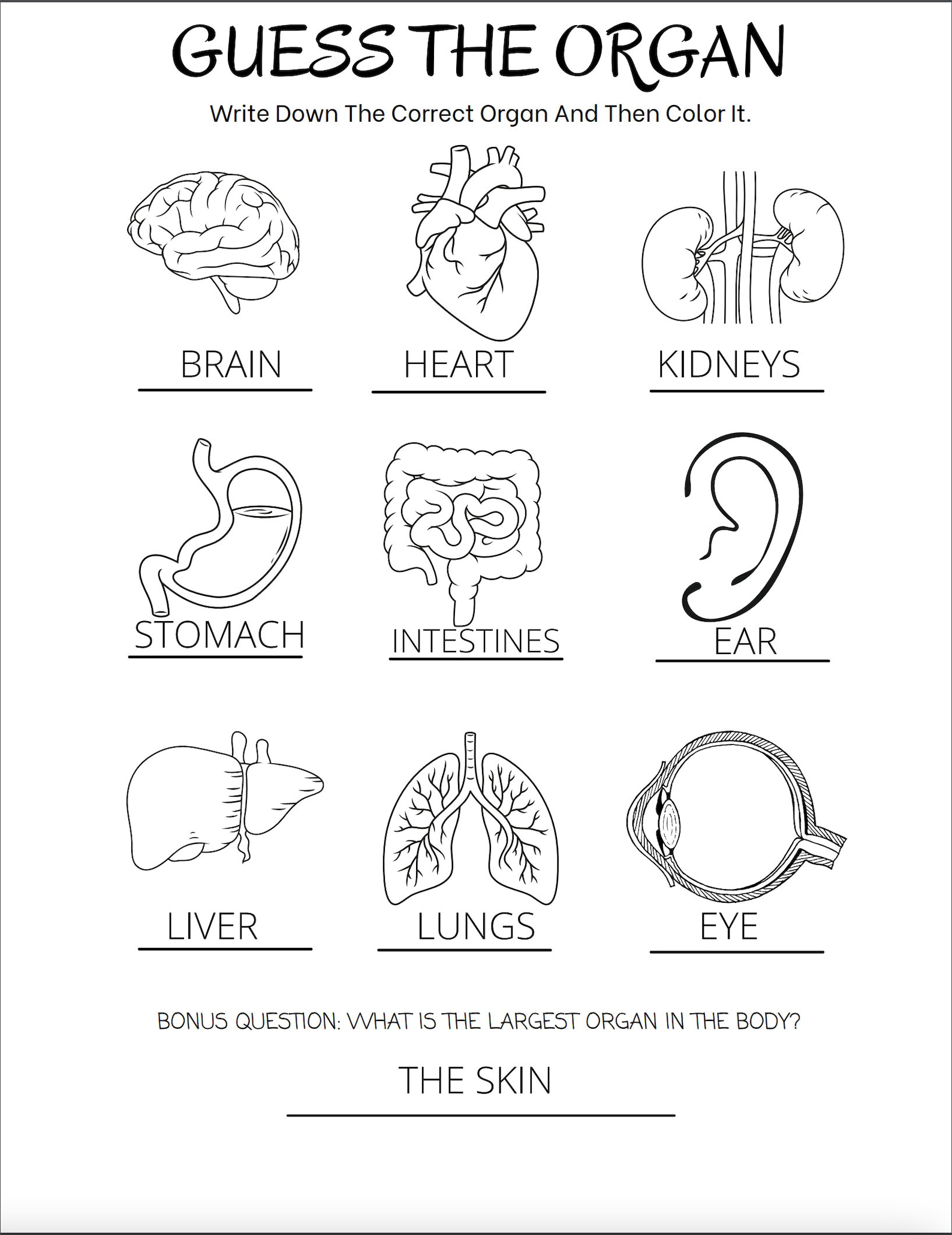 Guess the Organ Worksheet - Etsy