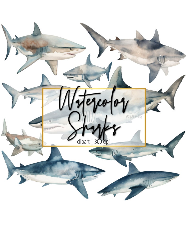 Watercolor Sharks Clipart Great White Shark Animals Fish - Etsy